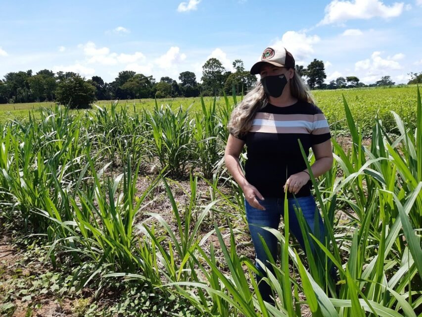 Centrer-Emater incentiva produção do capiaçu e disponibiliza matriz ao ...